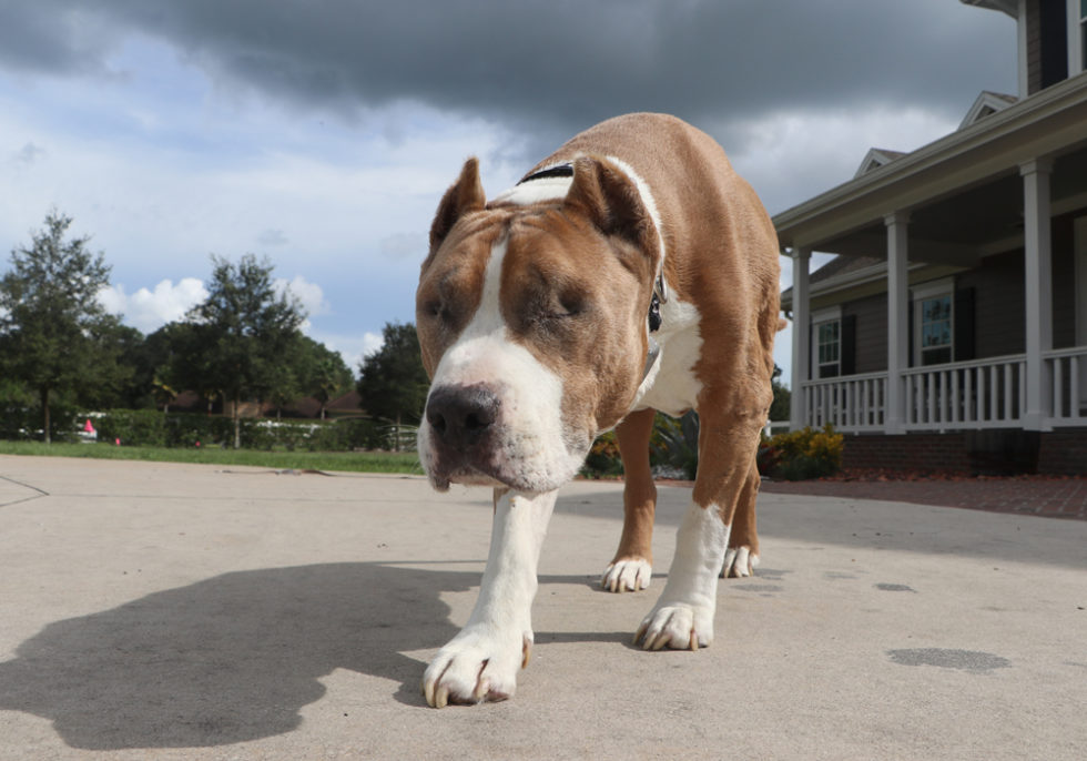 RARF | Ryan Animal Rescue Foundation is dedicated to supporting the ...